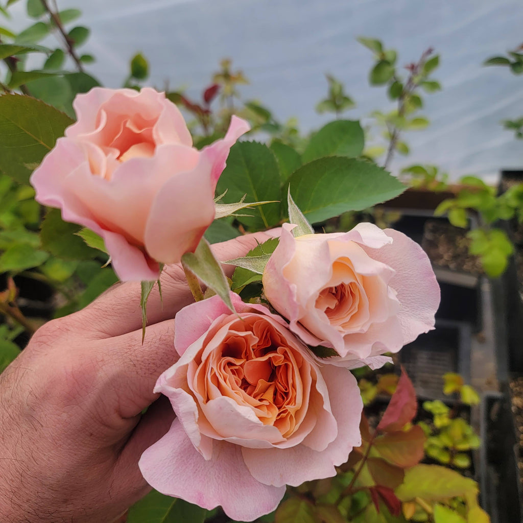 Flaming June – Northland Rosarium