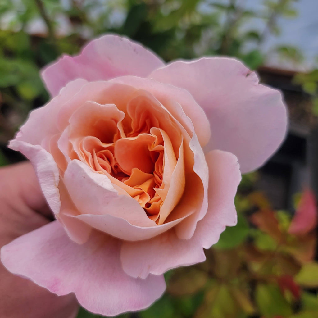 Flaming June – Northland Rosarium