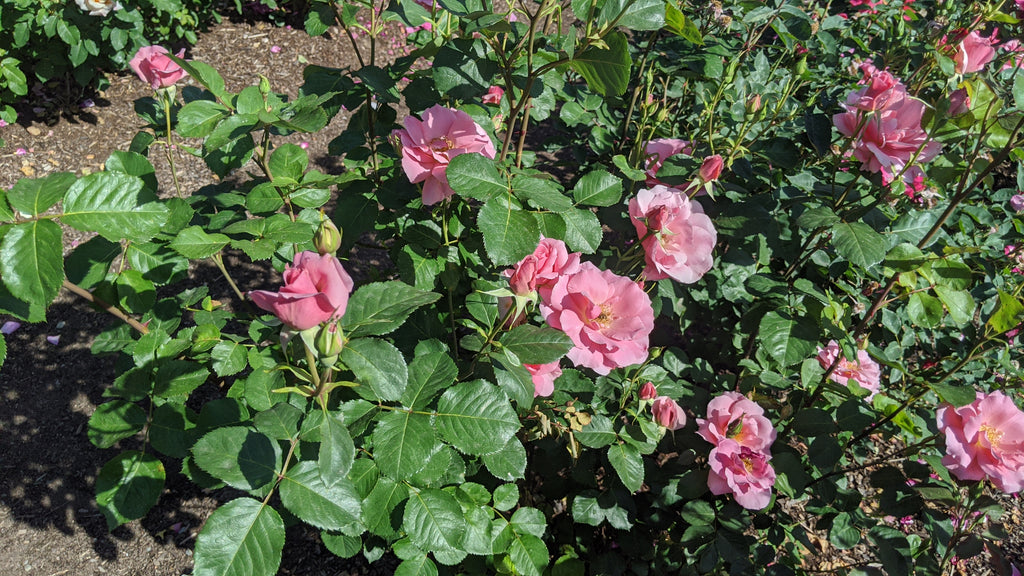 Prairie Princess – Northland Rosarium