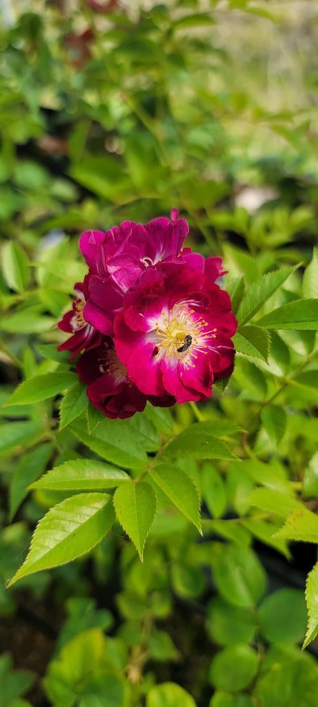 Perennial Blue – Northland Rosarium