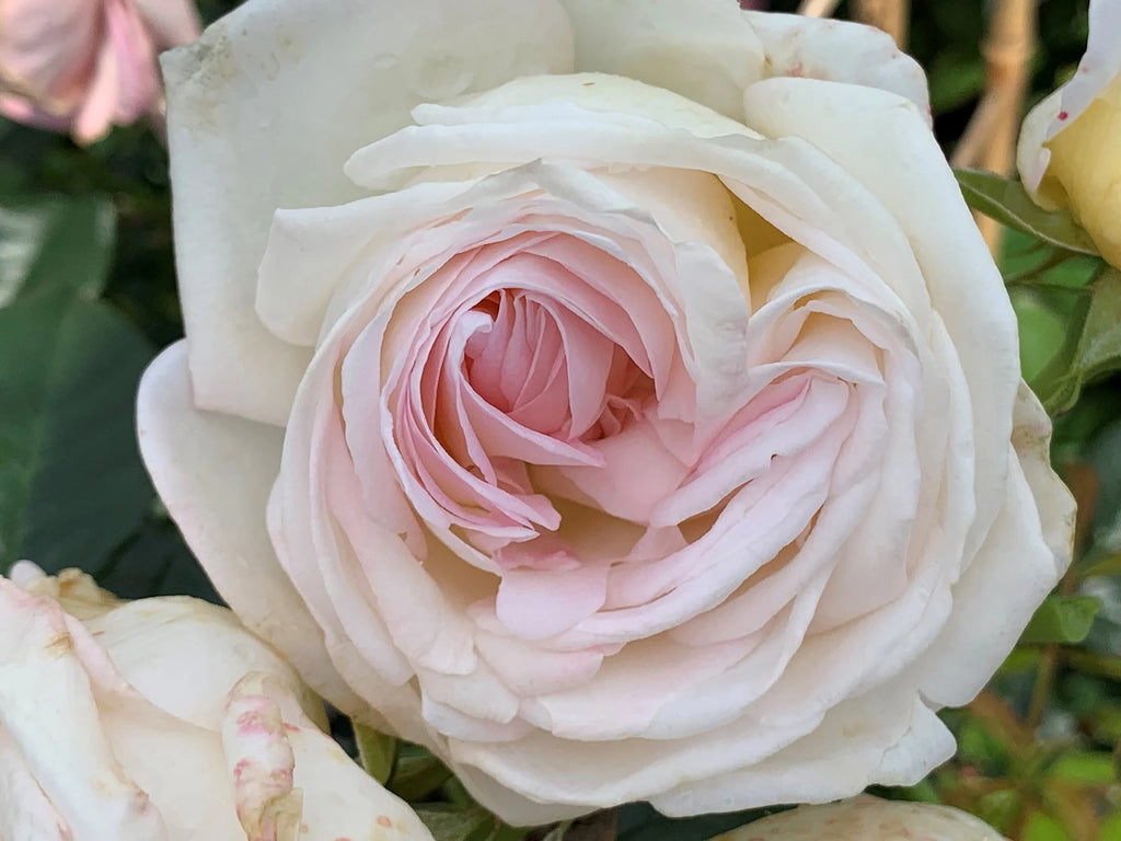 Top Cream (MEIroguste) – Northland Rosarium
