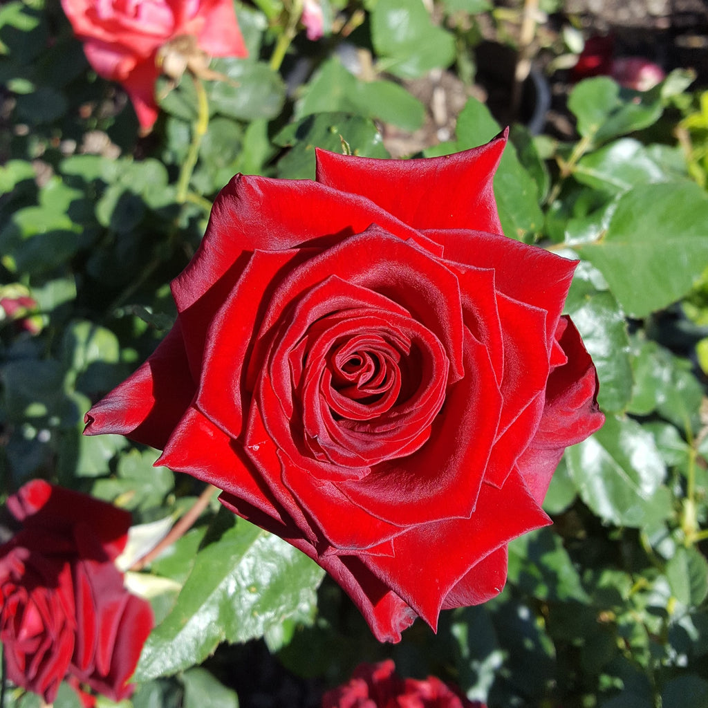 Black Magic TANkalcig Northland Rosarium Black Magic TANkalcig Northland Rosarium