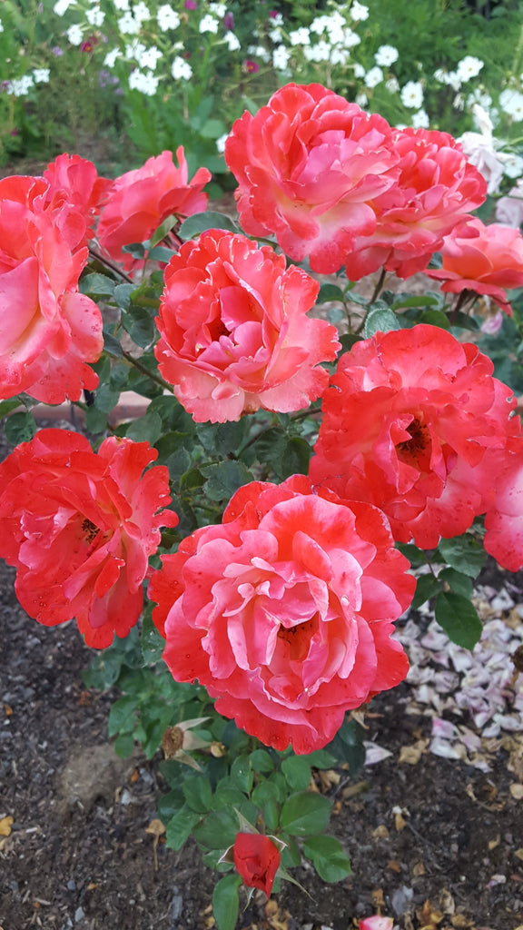 Colorific (WEKplalajaro) – Northland Rosarium