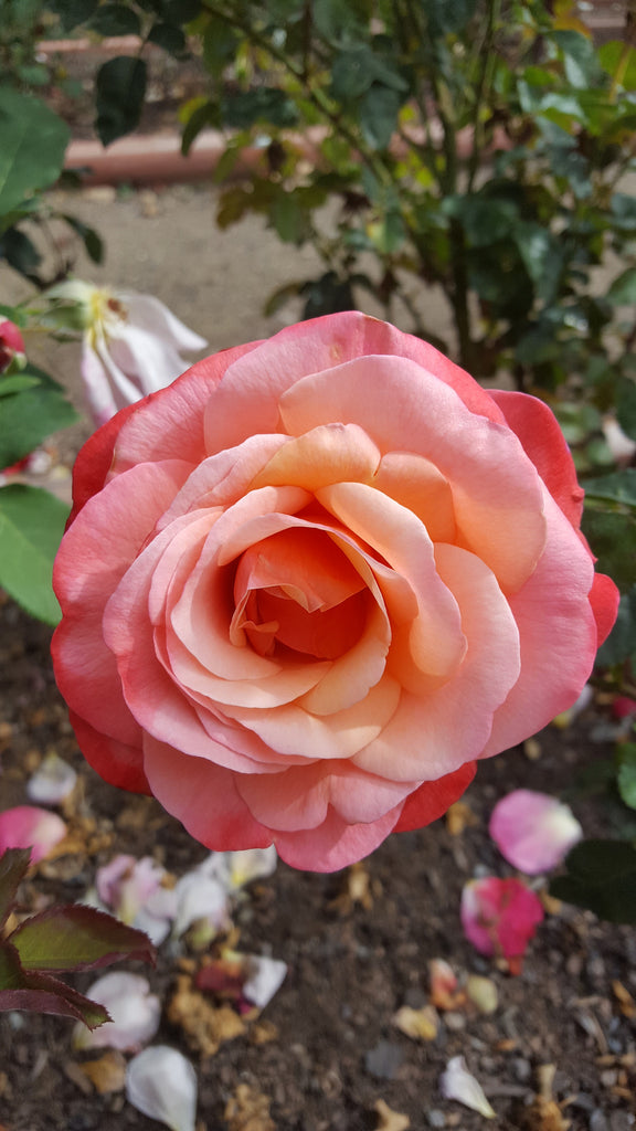 Colorific (WEKplalajaro) – Northland Rosarium