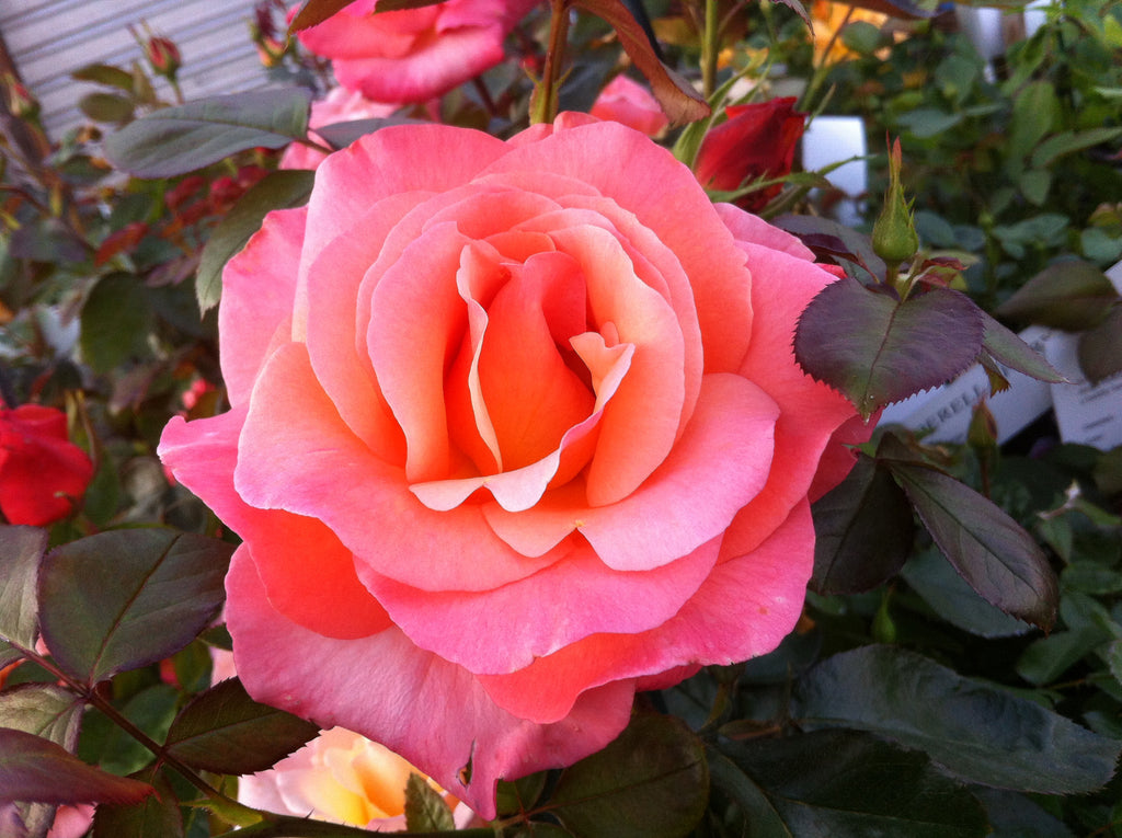 Colorific (WEKplalajaro) – Northland Rosarium