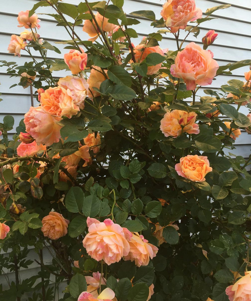 Flaming June – Northland Rosarium