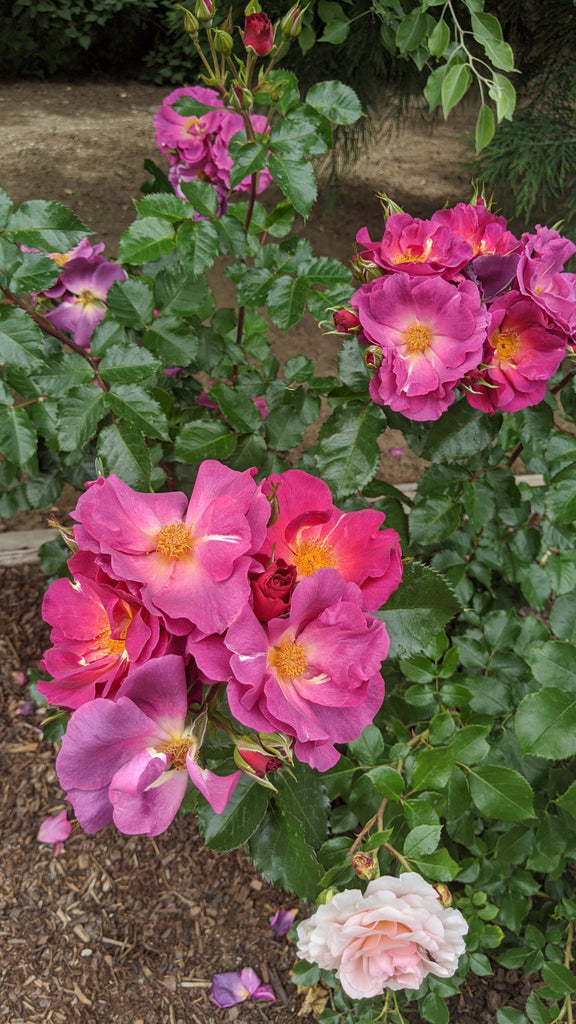 Wild Rover (DIChirap) – Northland Rosarium