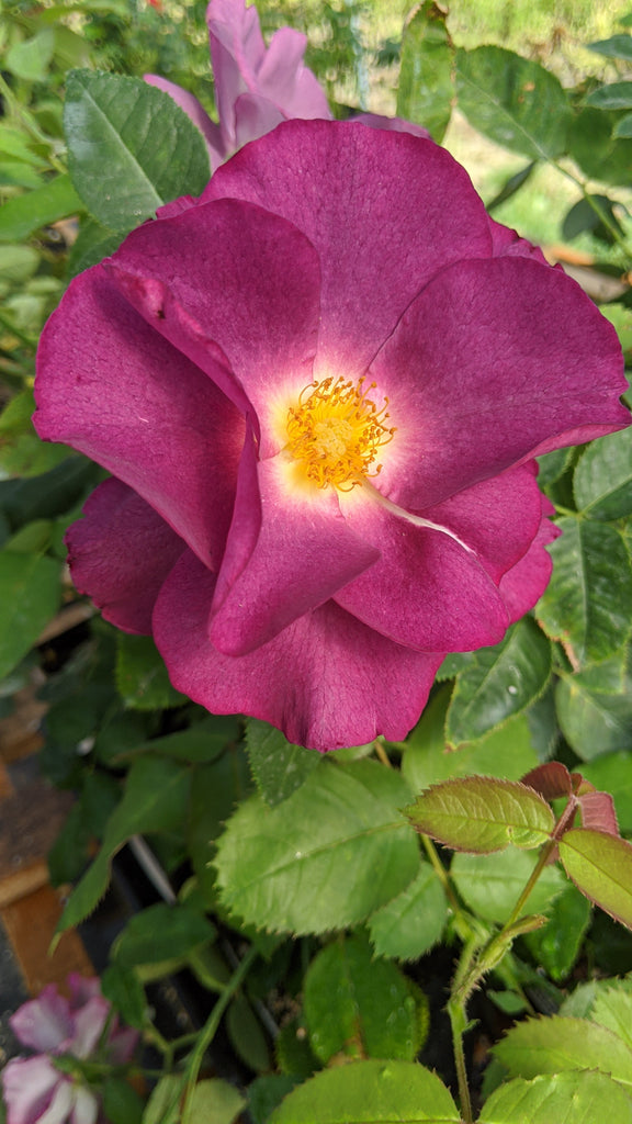 Stormy Weather (ORA644) – Northland Rosarium