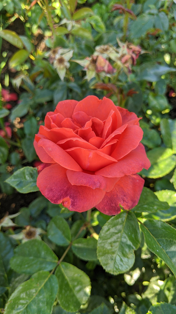 Fragrant Cloud Rose Bush