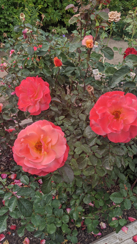 Colorific (WEKplalajaro) – Northland Rosarium