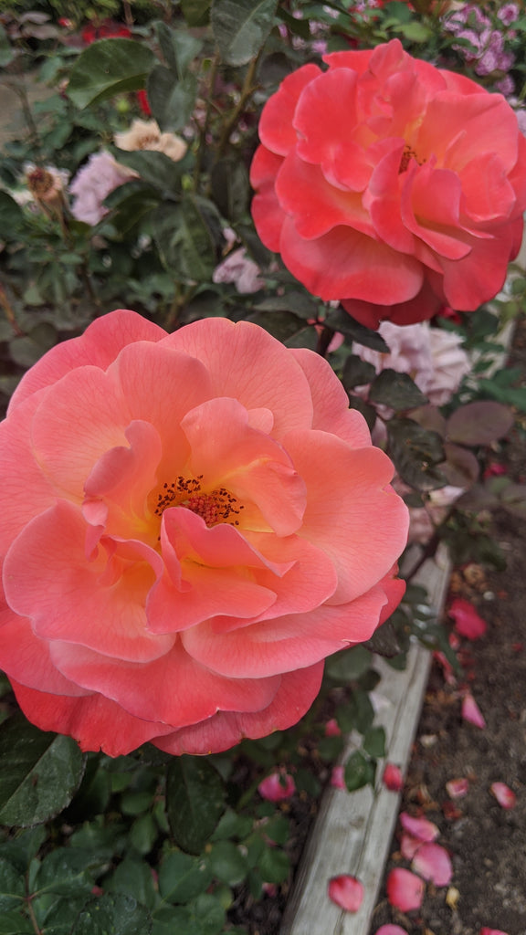 Colorific (WEKplalajaro) – Northland Rosarium