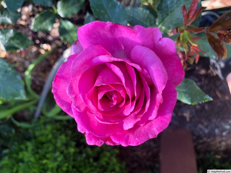 Perfume Factory™ (WEKnewibpusbi) (NEW) – Northland Rosarium