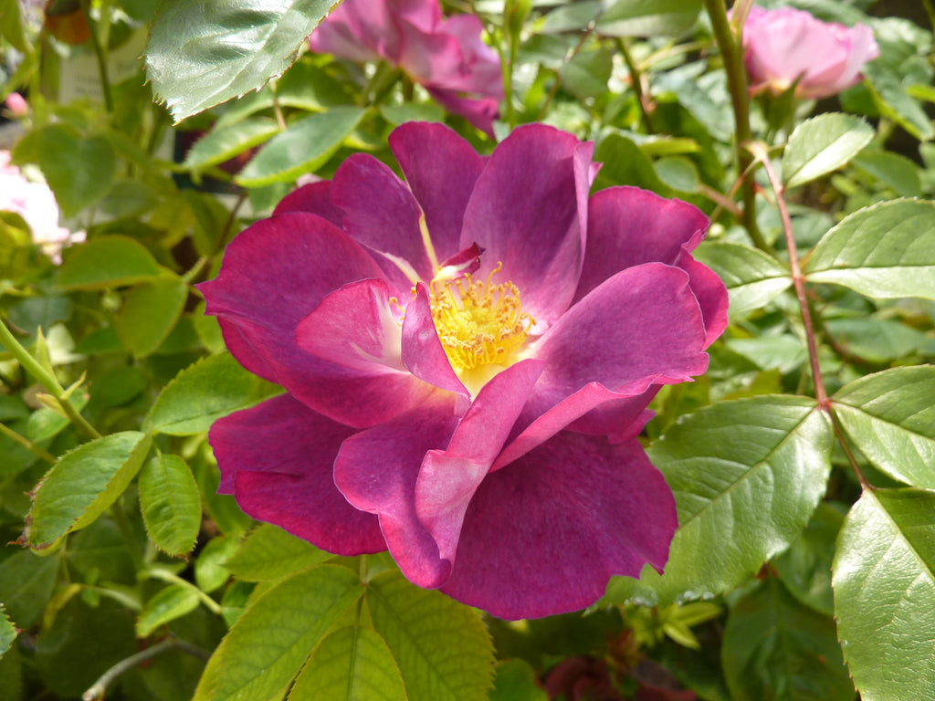 Stormy Weather (ORA644) – Northland Rosarium