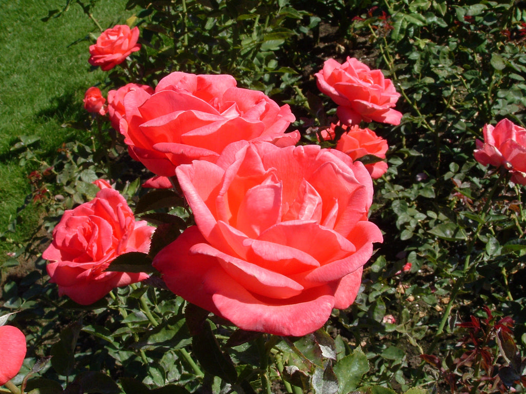 Tropicana Rose
