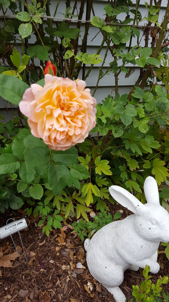 Flaming June – Northland Rosarium