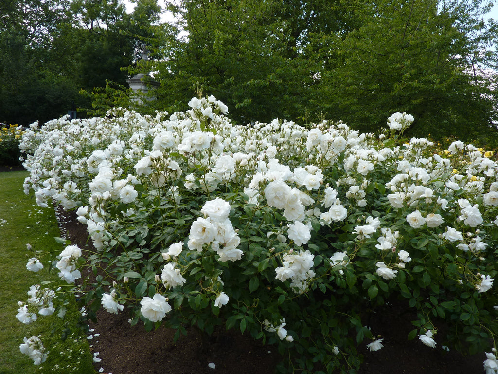 Iceberg (KORbin) – Northland Rosarium