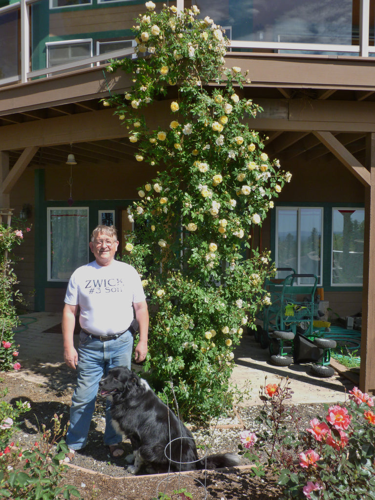 Lunar Mist™ (MEIjacolet) – Northland Rosarium